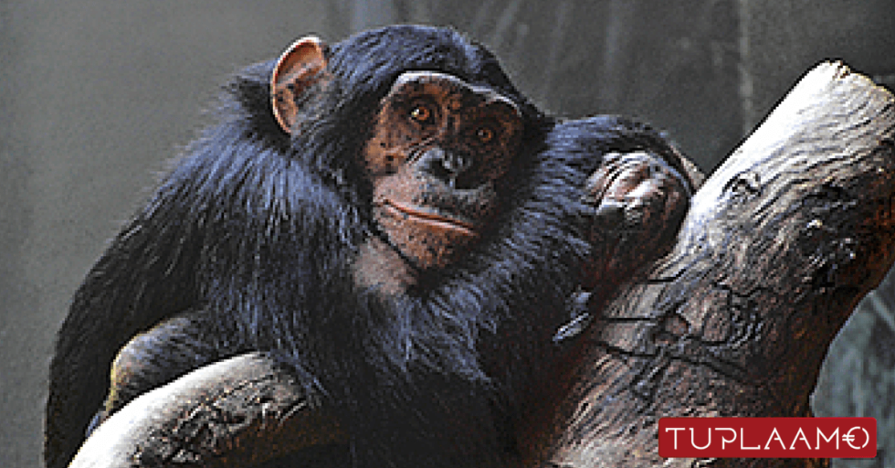 Kuinka Henkka muokkasi mielipiteitä | Tuplaamo